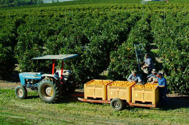 Griffith agricultural tours | Griffith | New South Wales
